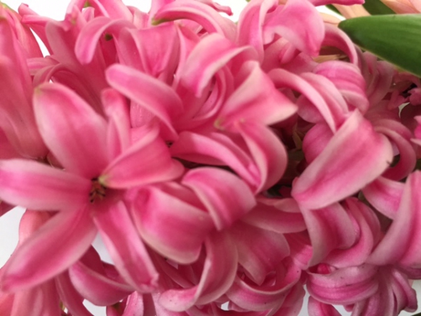 Home - hyacinten.online